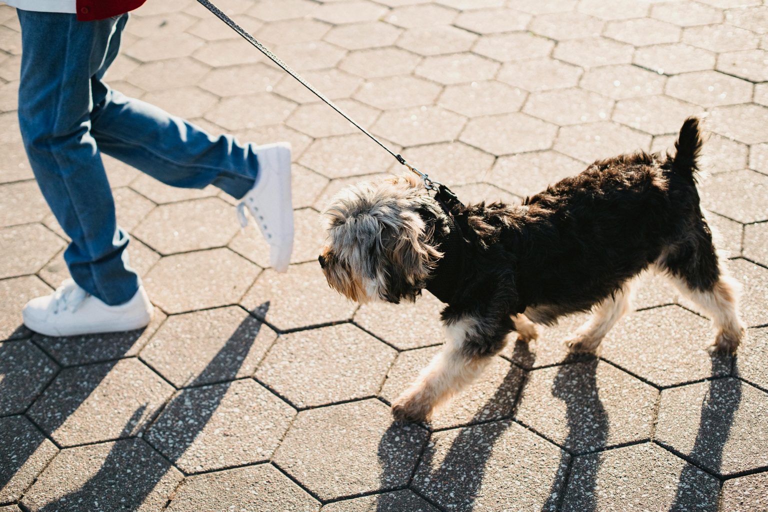 Una buena correa para perros: ¿Cómo elegir la mejor para tu mascota ...